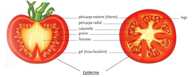 Fiches techniques Agréage - Tomate